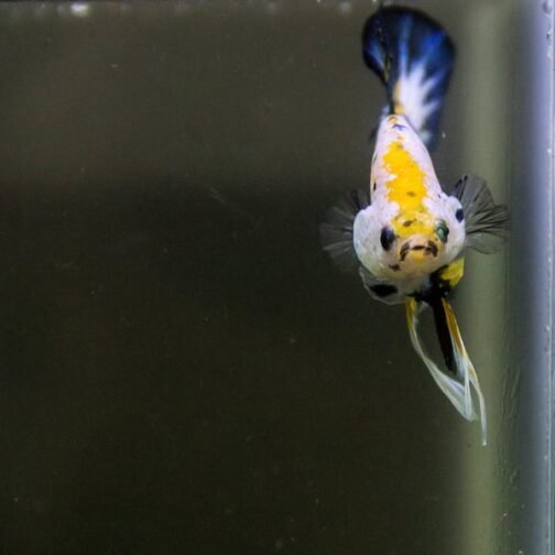 Flowerhorn Fish: Floran Types, Food, & Tank Care | PetBuddy