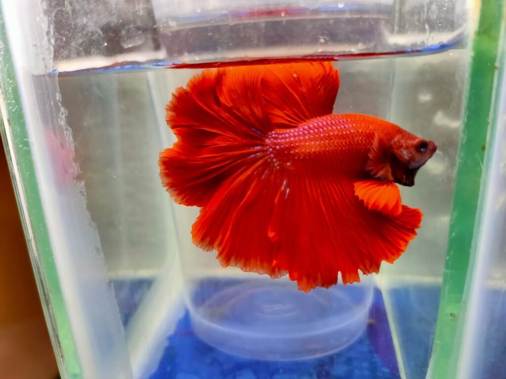 Betta Fish | PetBuddy