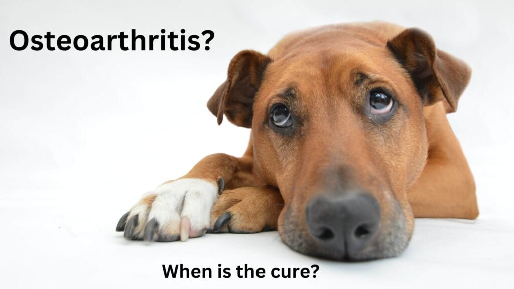 When the Revolutionary Anti-Arthritis Injection for Dogs 'Librela' will ...